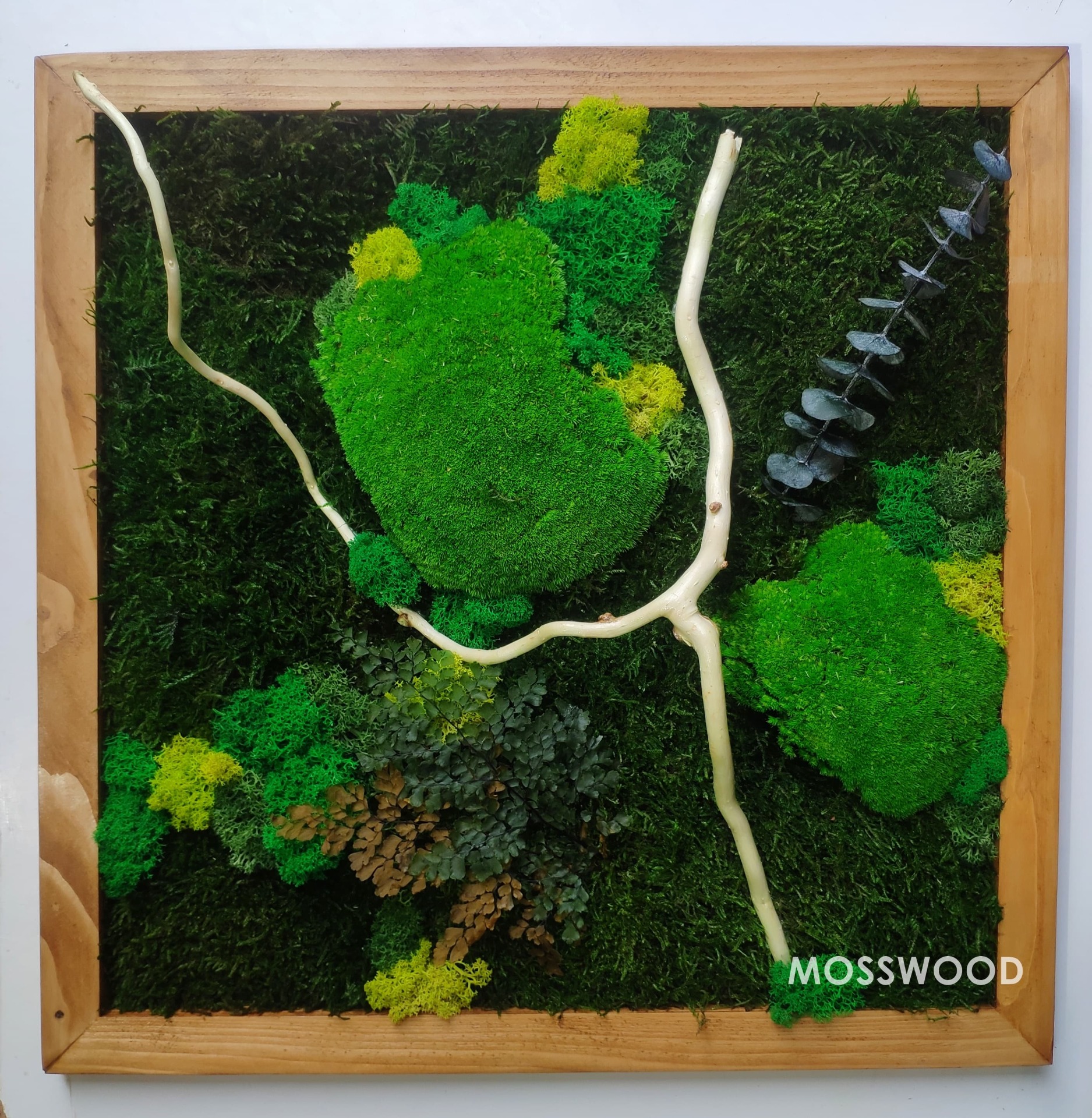 Hranatý obraz s rôznymi druhmi machov a stabilizovanými rastlinami ...